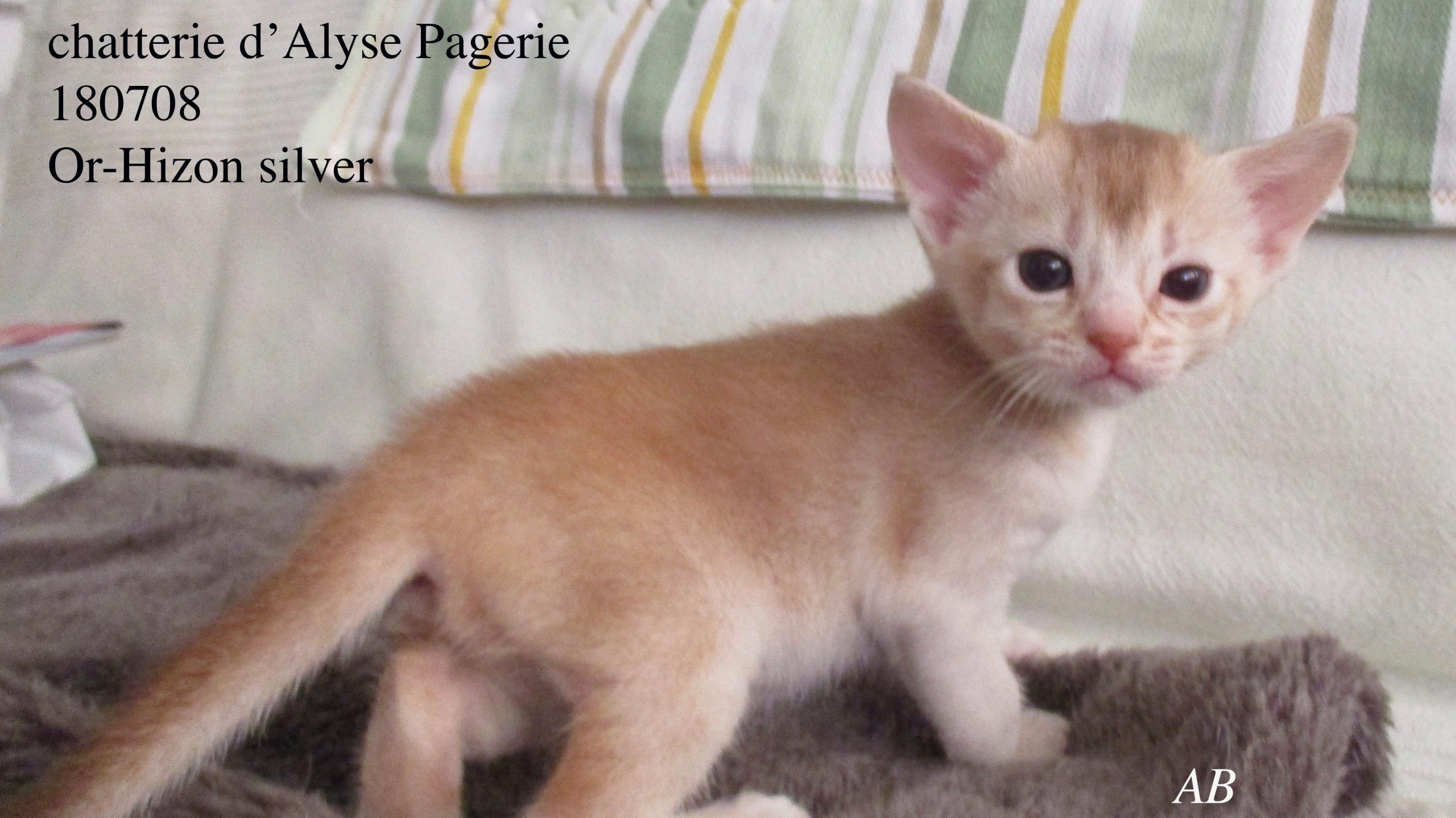 Or Hizon silver d'Alyse Pagerie d'ALYSE PAGERIE - Chat Abyssin Rhône